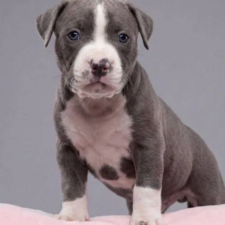 Американский стаффордширский терьер, щенок