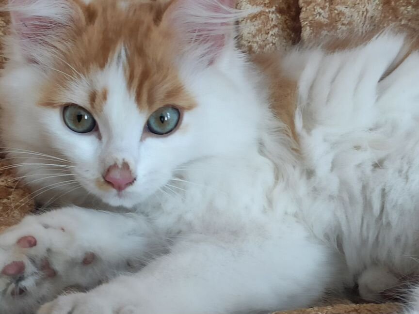 Котенок