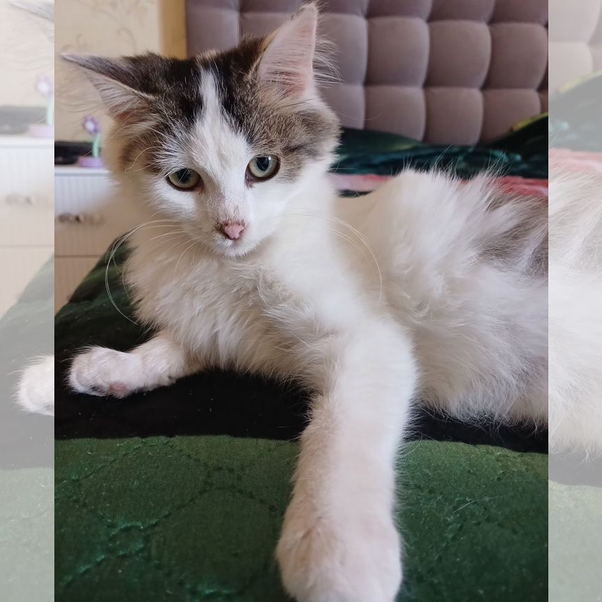 Друг в семью котик Бонифаций