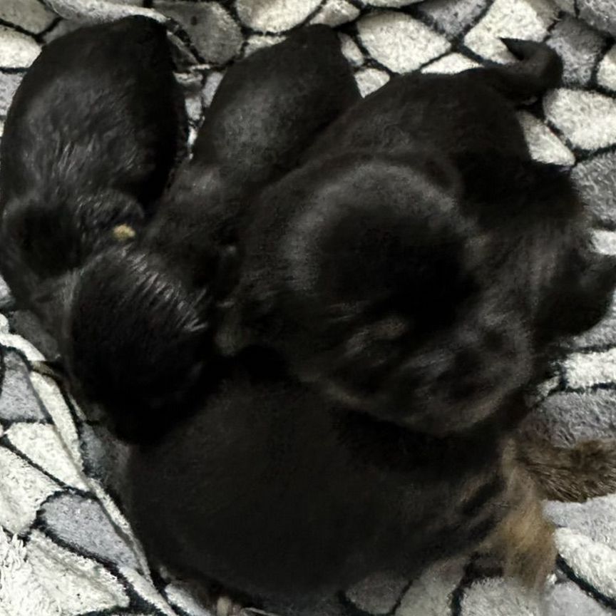 Йоркширский терьер щенки