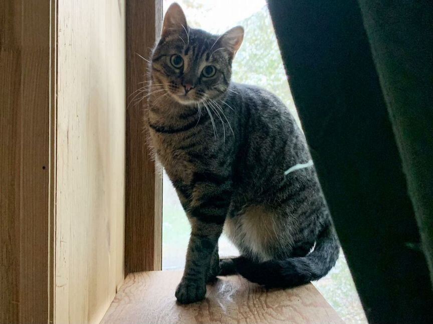 Молодой котик Пунш ждёт семью