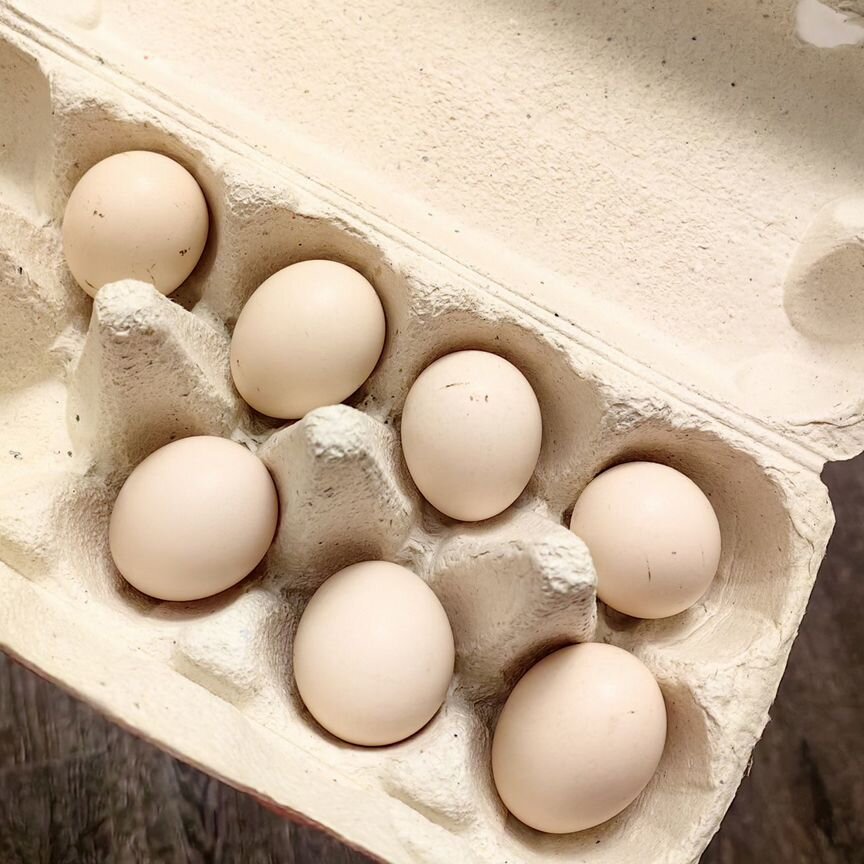 Продам инкубационное яйцо курочек Шабо