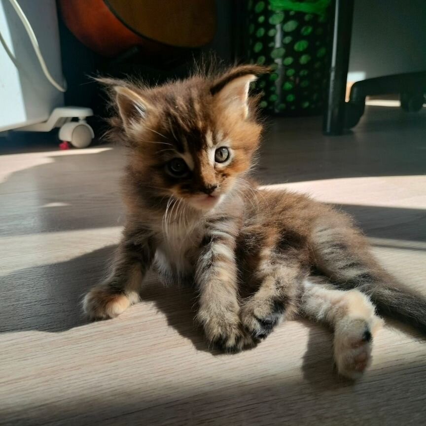 Котята мейн-кун