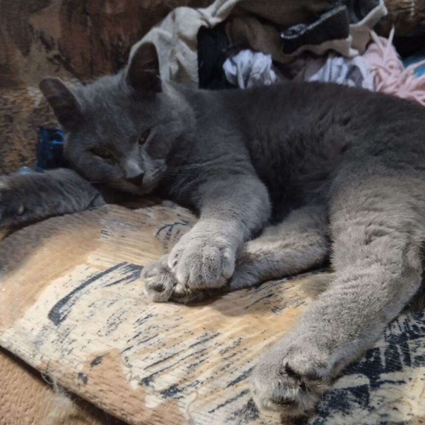 Кот ласкуша ищет семью