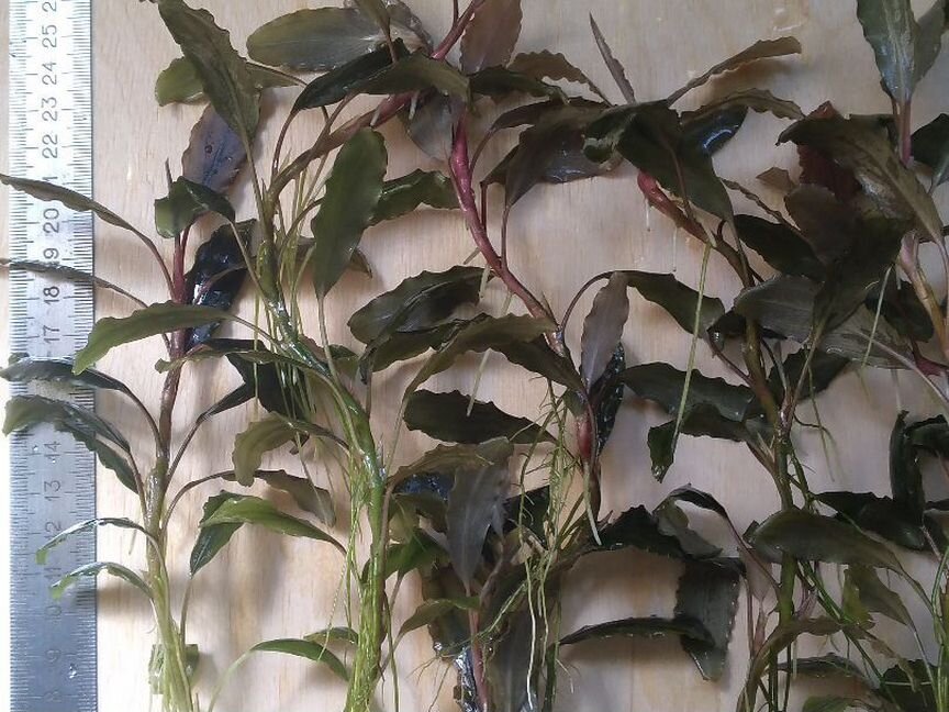 Аквариумные растения