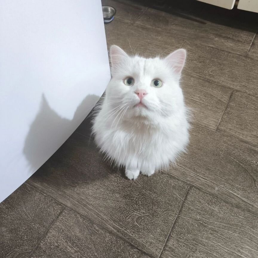 Домашние питомцы