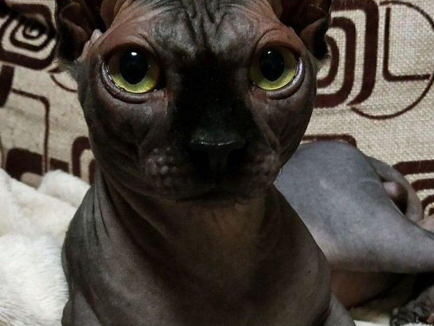 Канадский сфинкс эльф ждёт невест