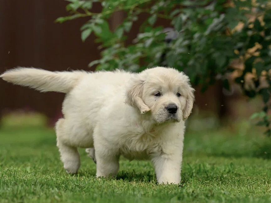 Щенки золотистый ретривер