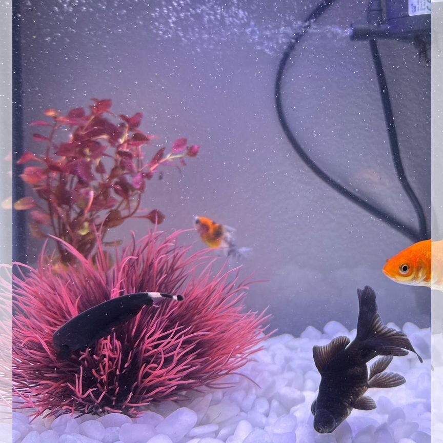 Рыба нож черный