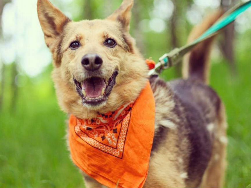 Чудесная Айка ищет дом