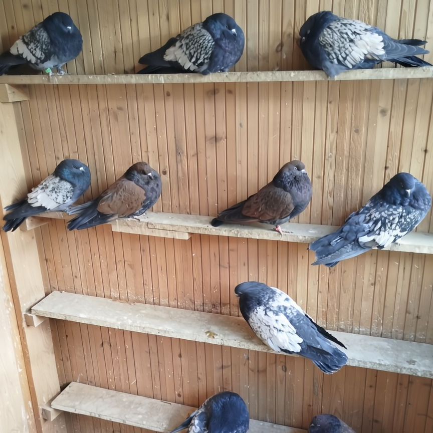 Голуби кировоградские