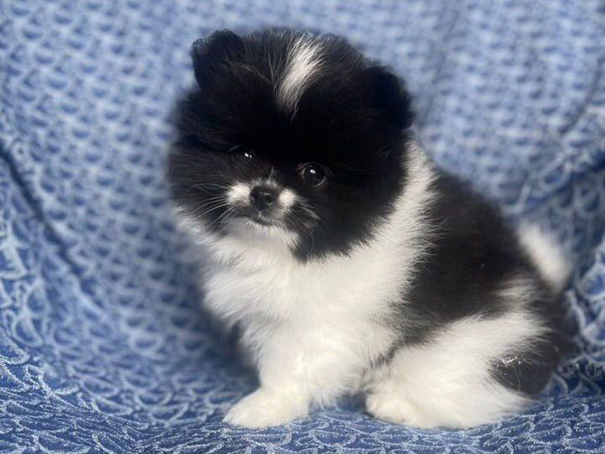 Шпиц сладкая булочка