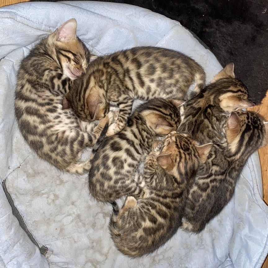 Бенгальские котята