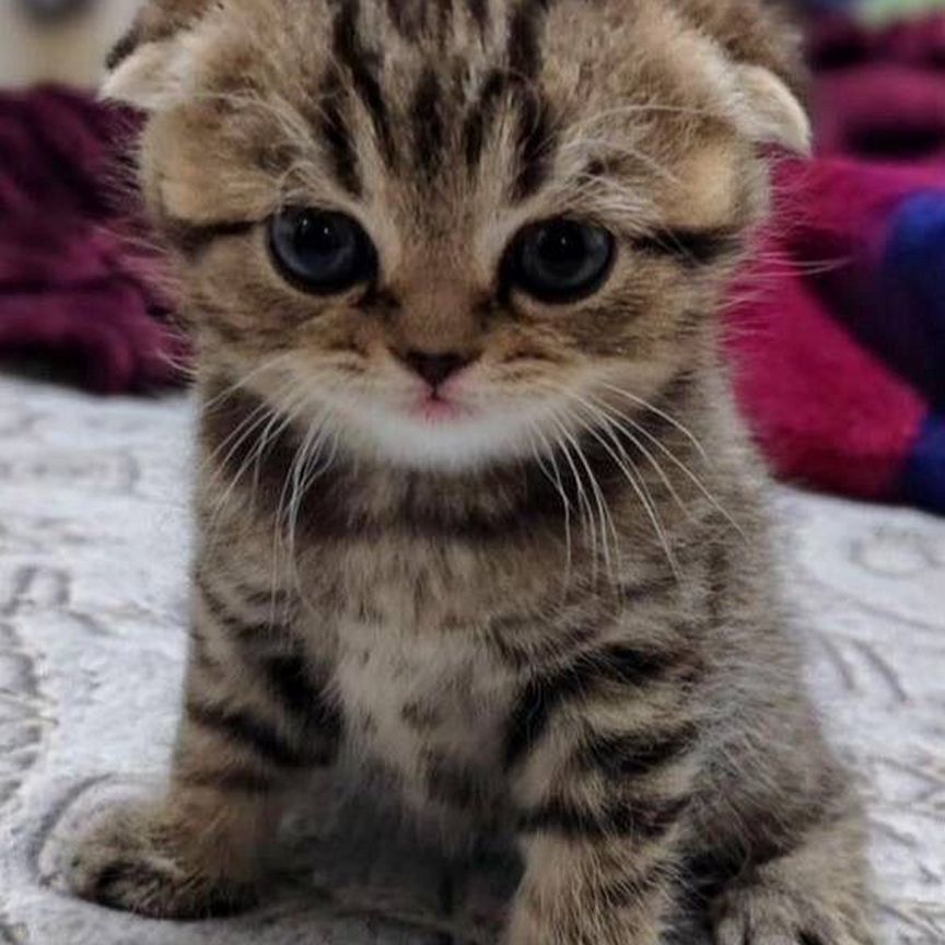 Шотландская