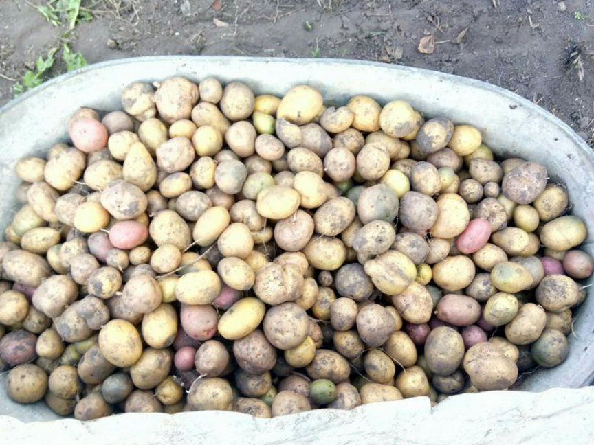 Мелкий картофель отдам, самовывоз