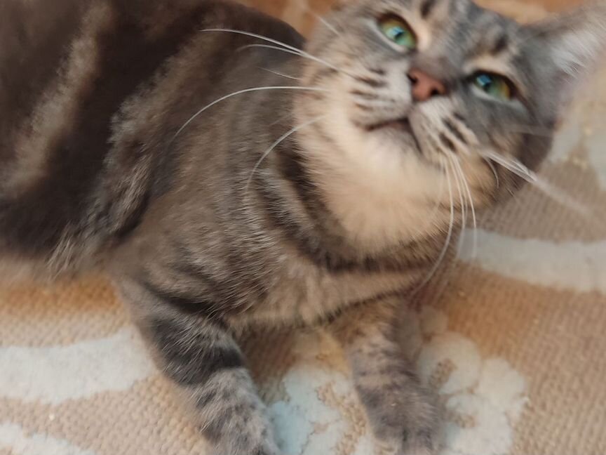 Кошечка в добрые руки