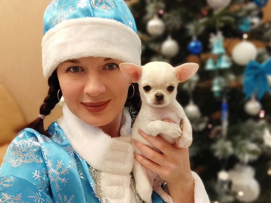 Новогоднее чудо Миничка чихуахуа