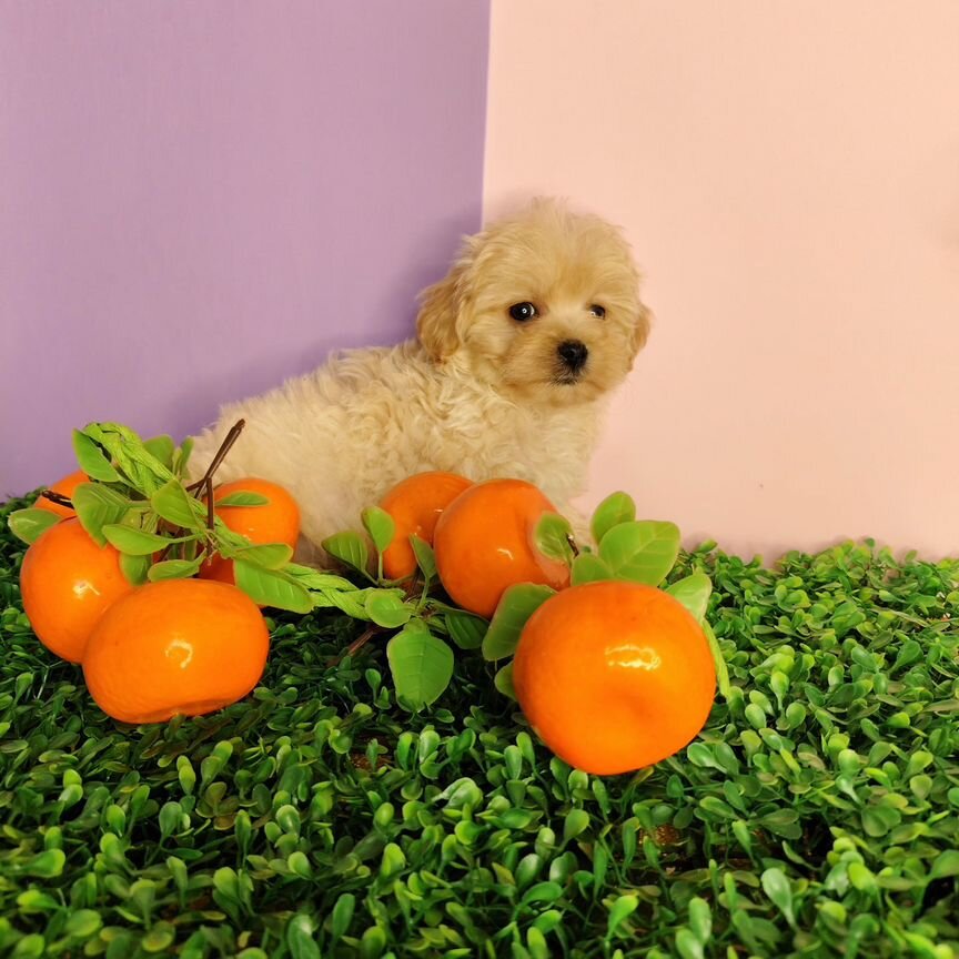 Маленькое счастье Мальтипу