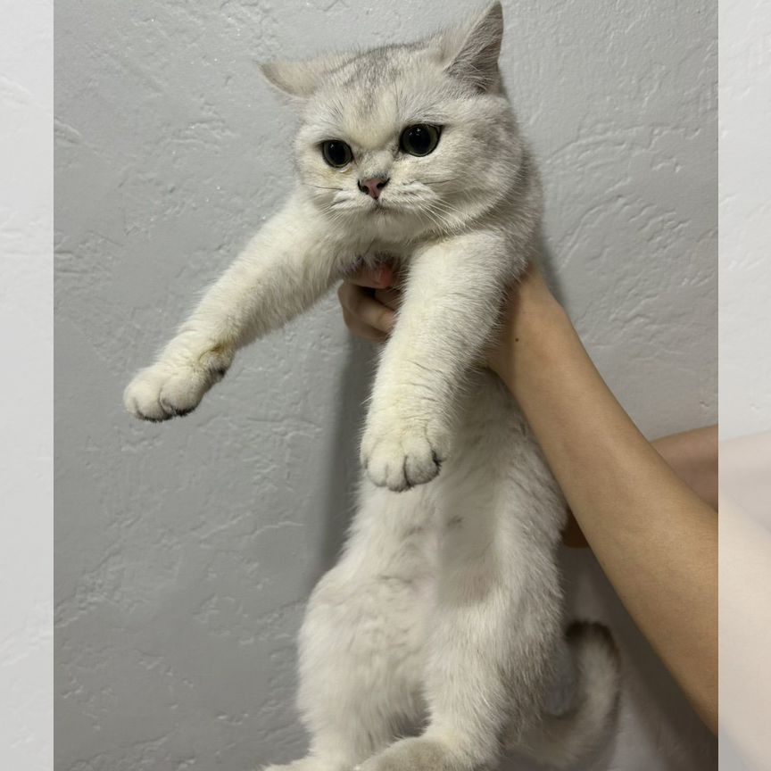 Шотландская прямоухая длинношёрстная кошка, взрослая