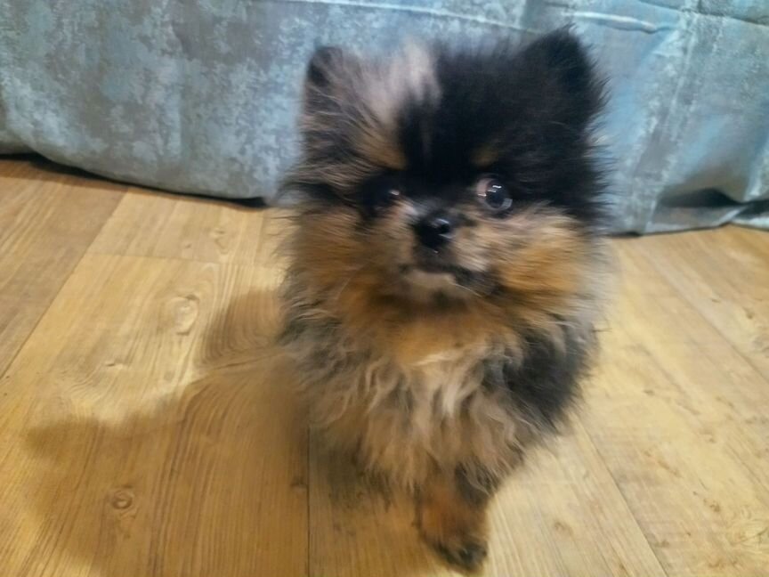 Померанский шпиц мини