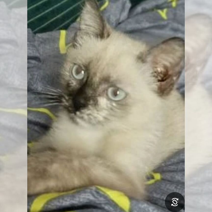 Балинезийский котёнок