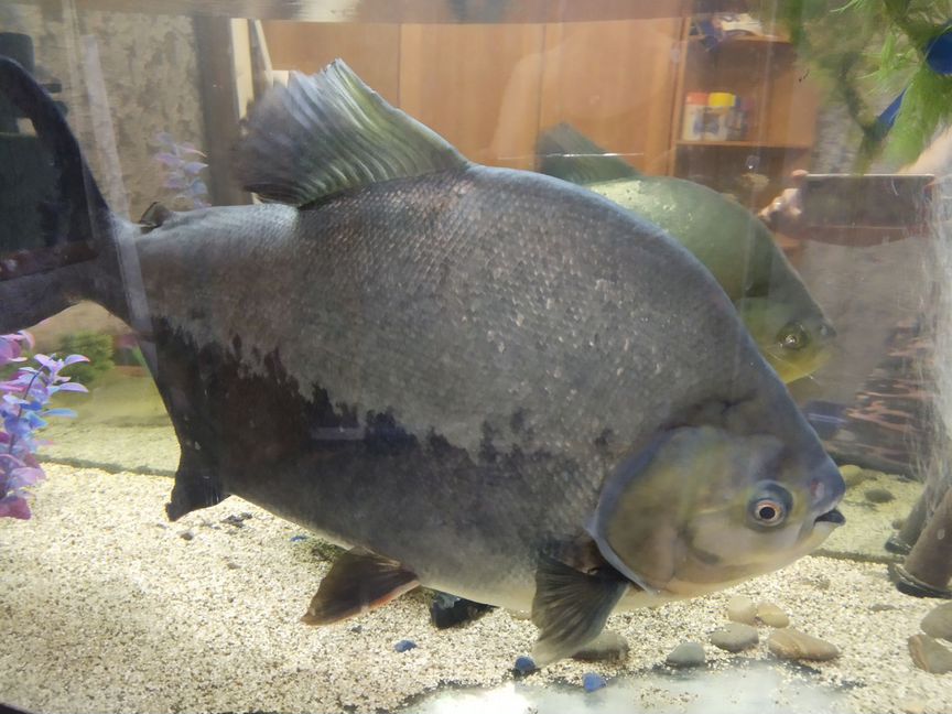 Черный паку