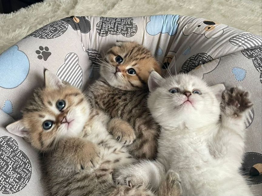 Шотландские котята