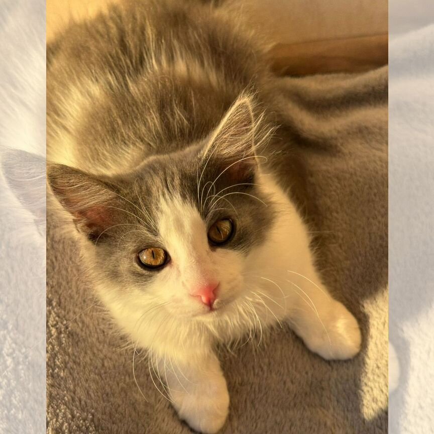 Котёнок в добрые руки