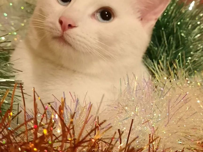 Кот Снежок-кусака ищет терпеливых родителей