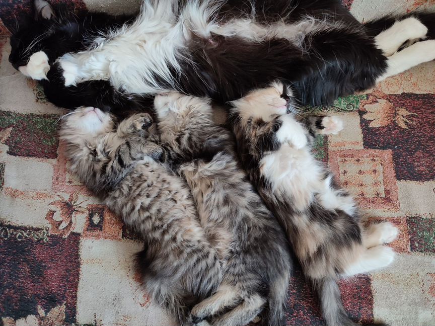 Котята в дар