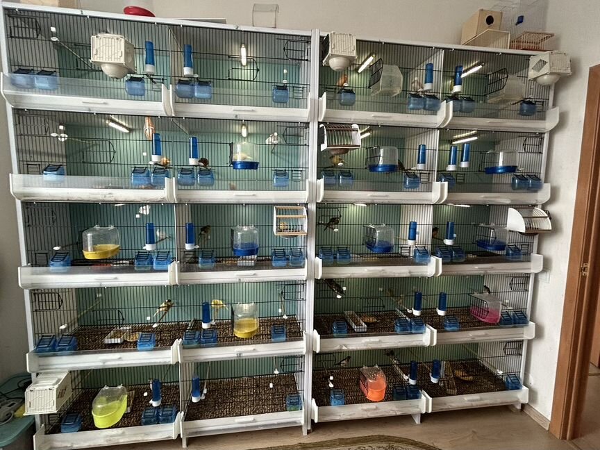 Боксы для птиц