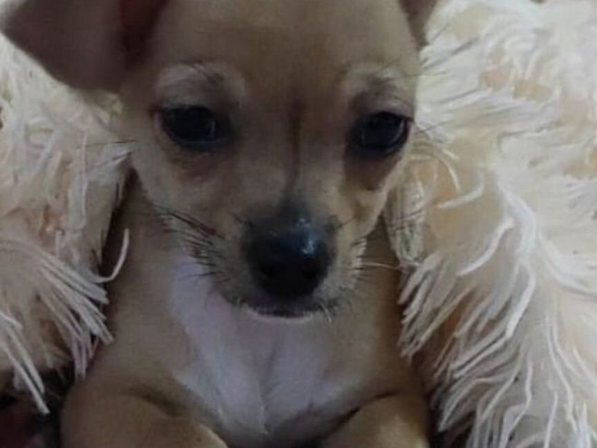 Той-терьер щенок