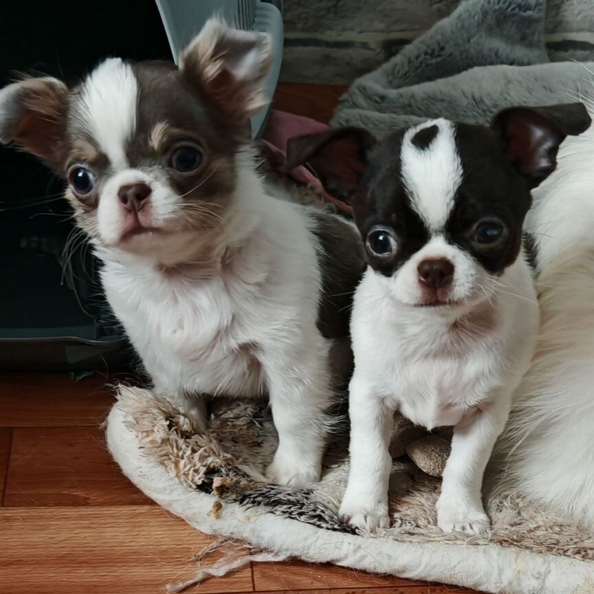 Чихуахуа мальчики курносики