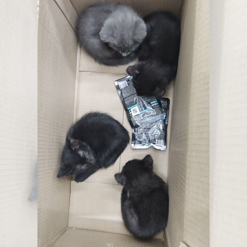 Котёнок в добрые руки