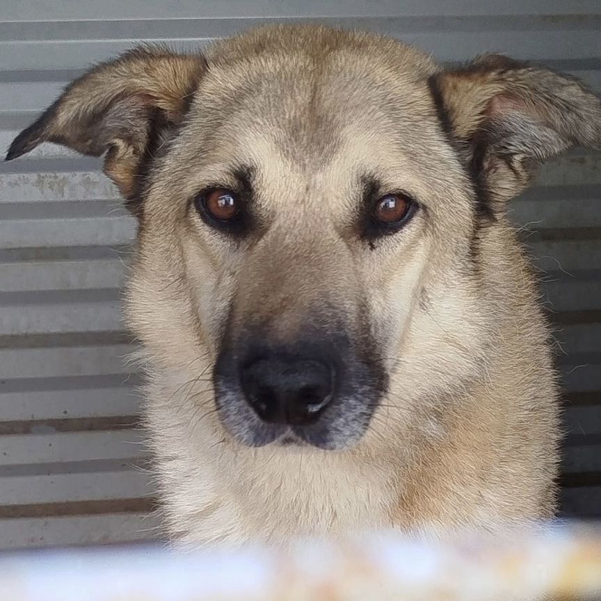 Взрослый пёс в добрые руки