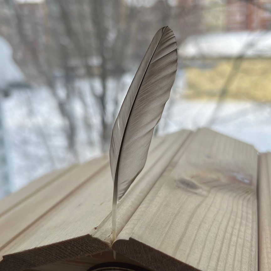 Перо Южно-Американской птицы