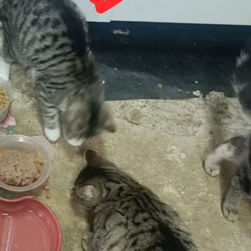 Отдам кота в добрые руки бесплатно