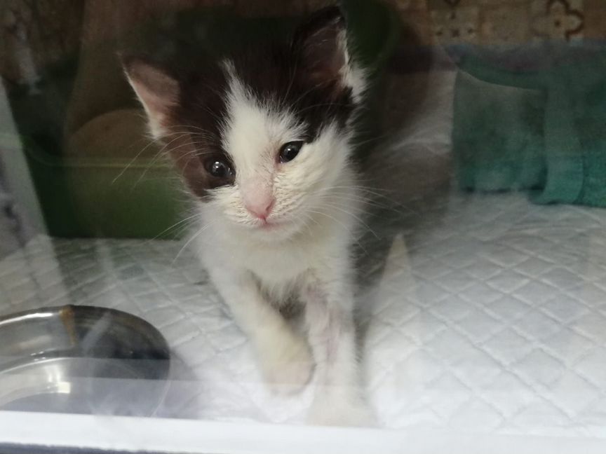Котенок Жорик в добрые ручки