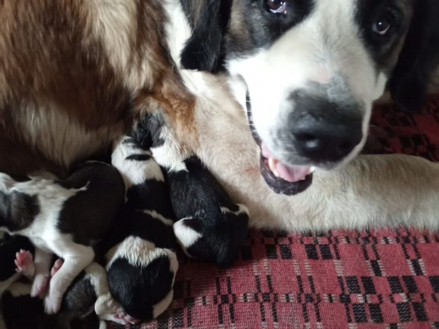 Московская сторожевая, щенки