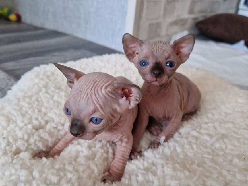 Канадский сфинкс