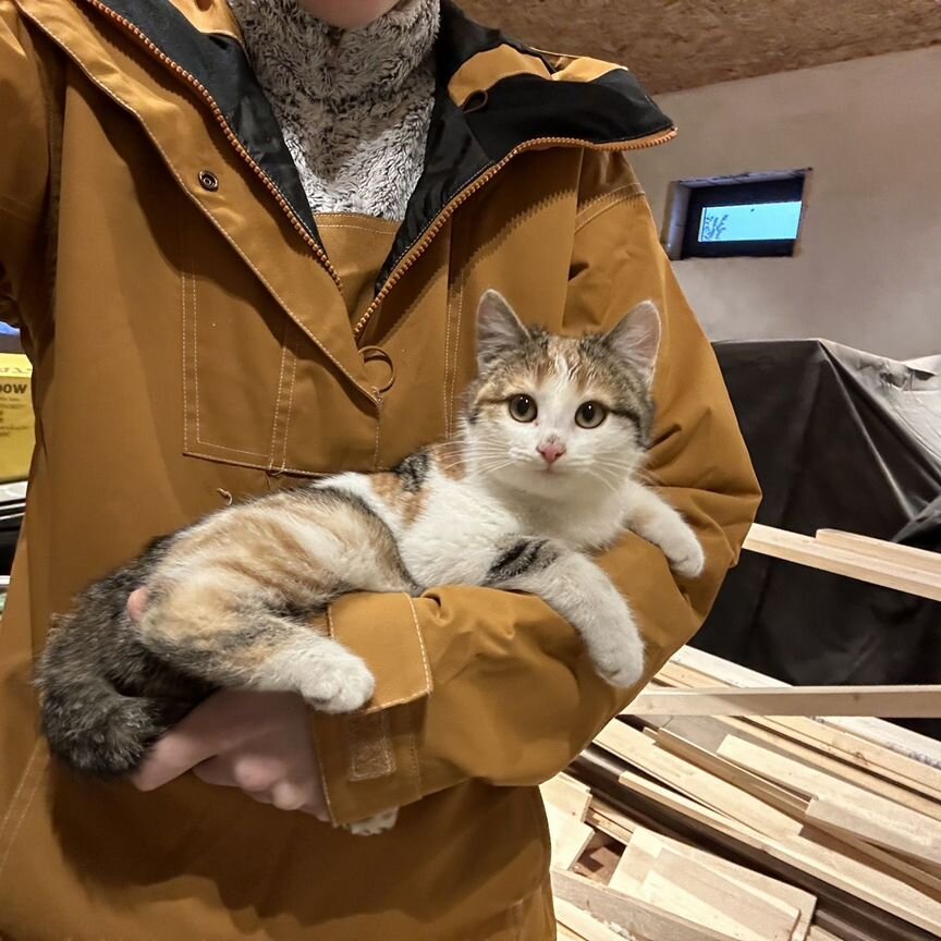 Котенок девочка богатка
