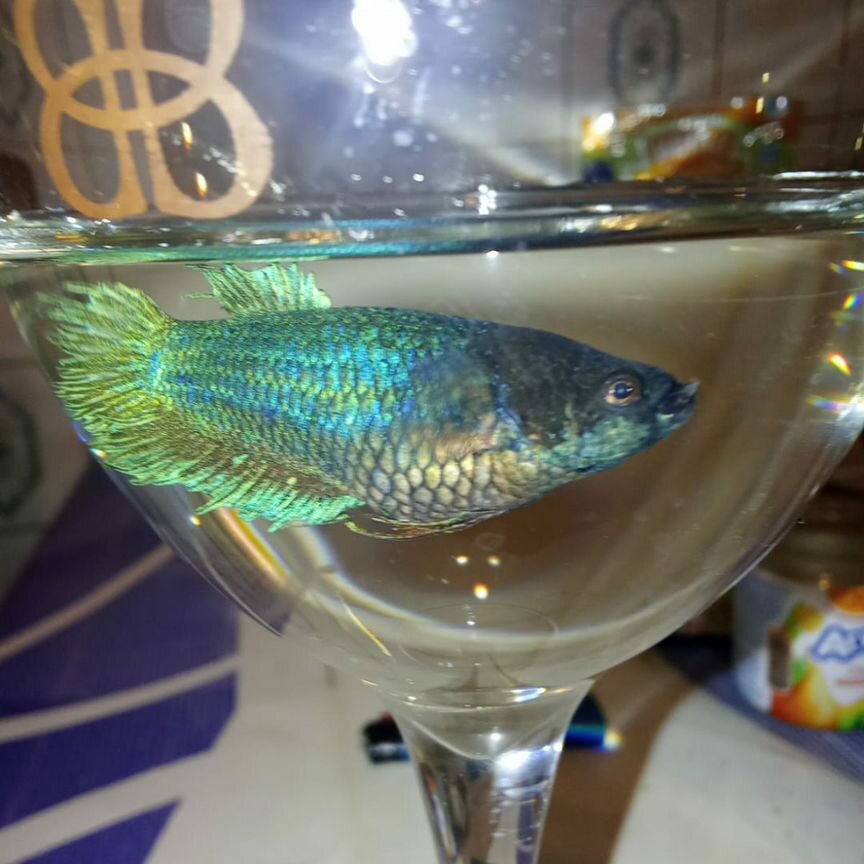 Курочка бетта