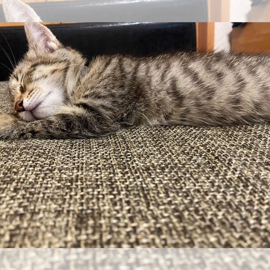 Серенькая кошечка