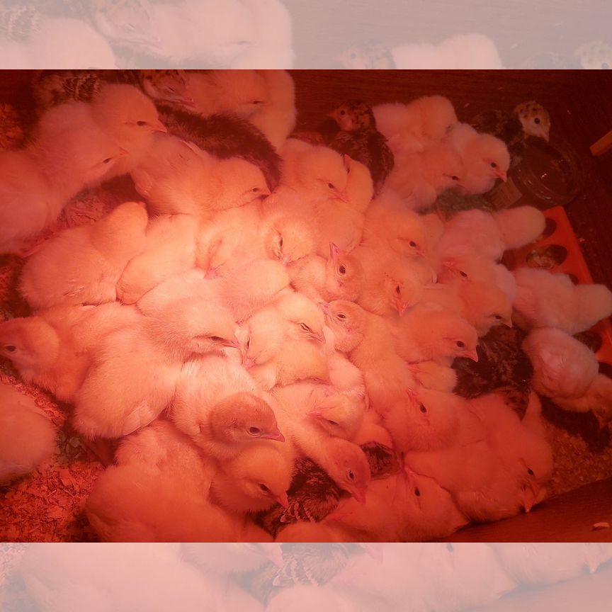 Цыплята несушки подрощенные