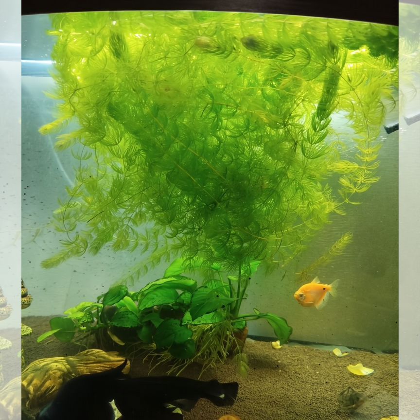 Роголистник в аквариум