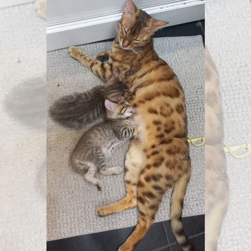 Котята (девочки)
