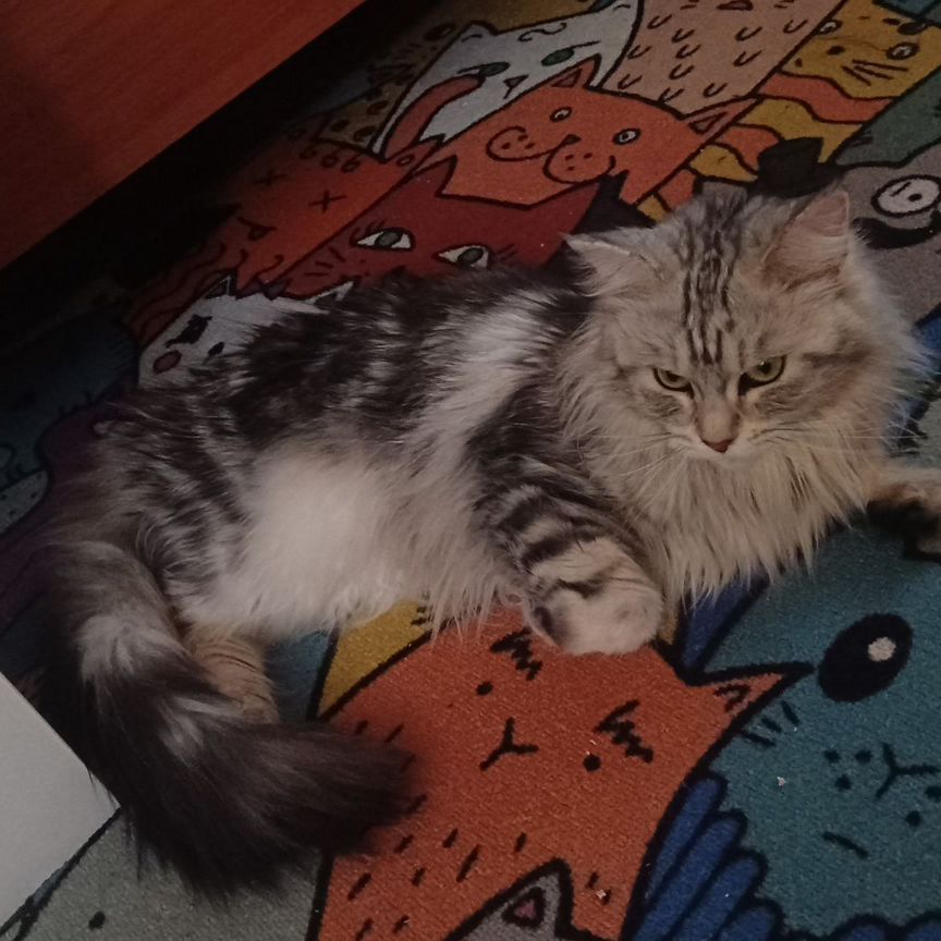 Отдается в добрые руки помесь Мейнкун