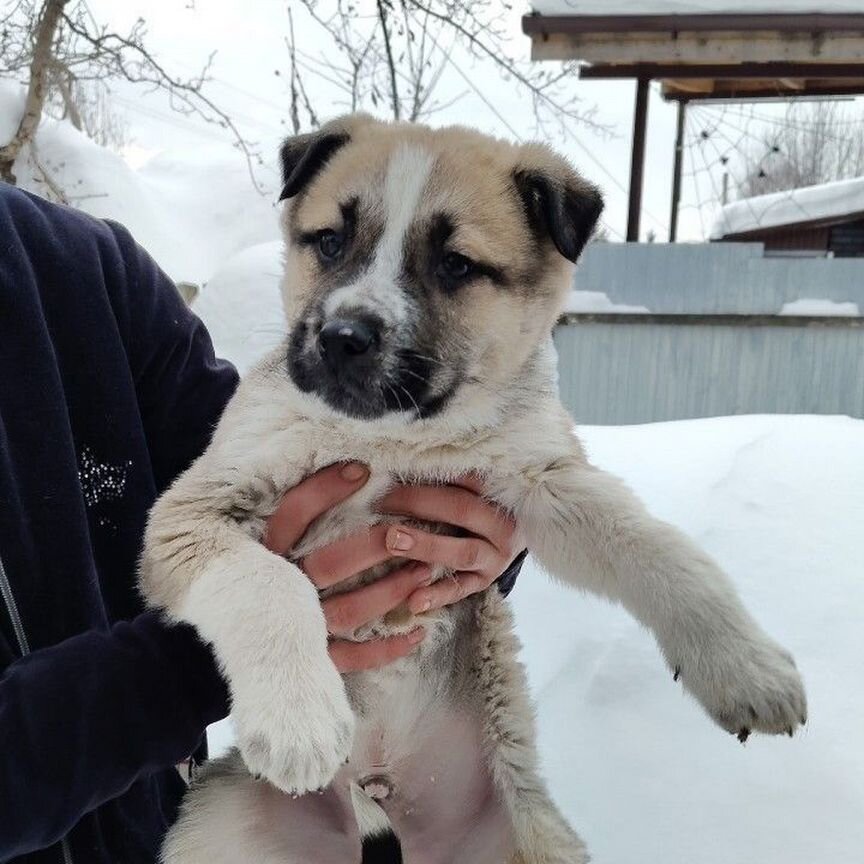 Щенок в добрые руки