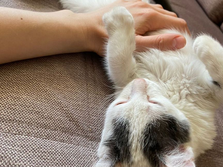 Котёнок девочка 2-3 месяца