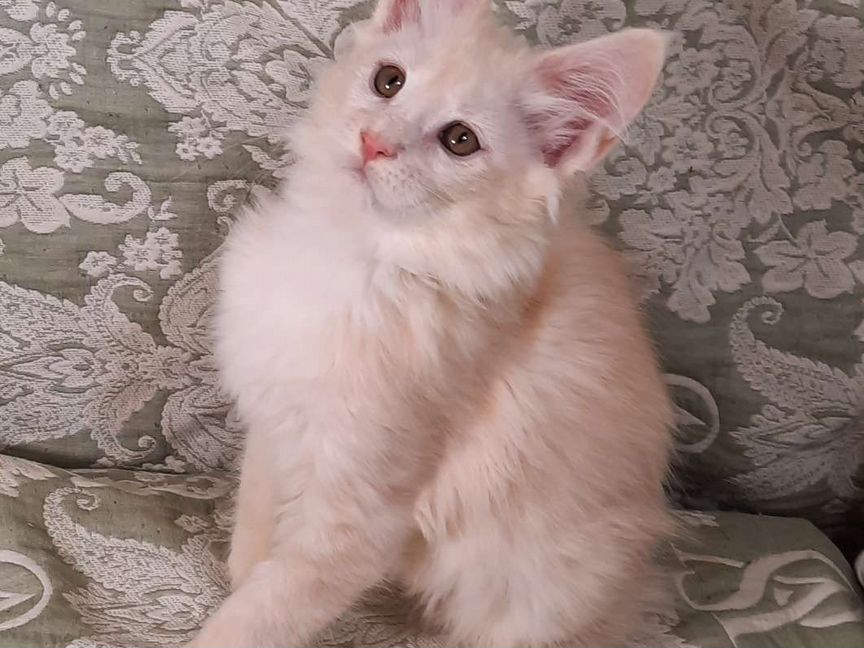 Нежная девочка мейн кун